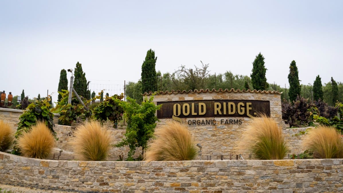 Gold Ridge Organic Farms wins 3 Gold at 2026 NYIOOC | Olive Oil Times